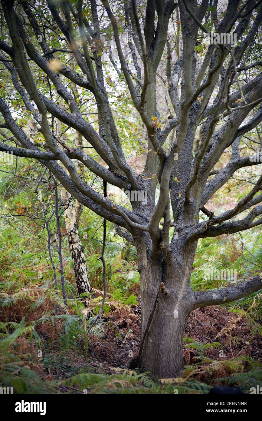 Multi branched trees hi-res stock photography and images - Alamy