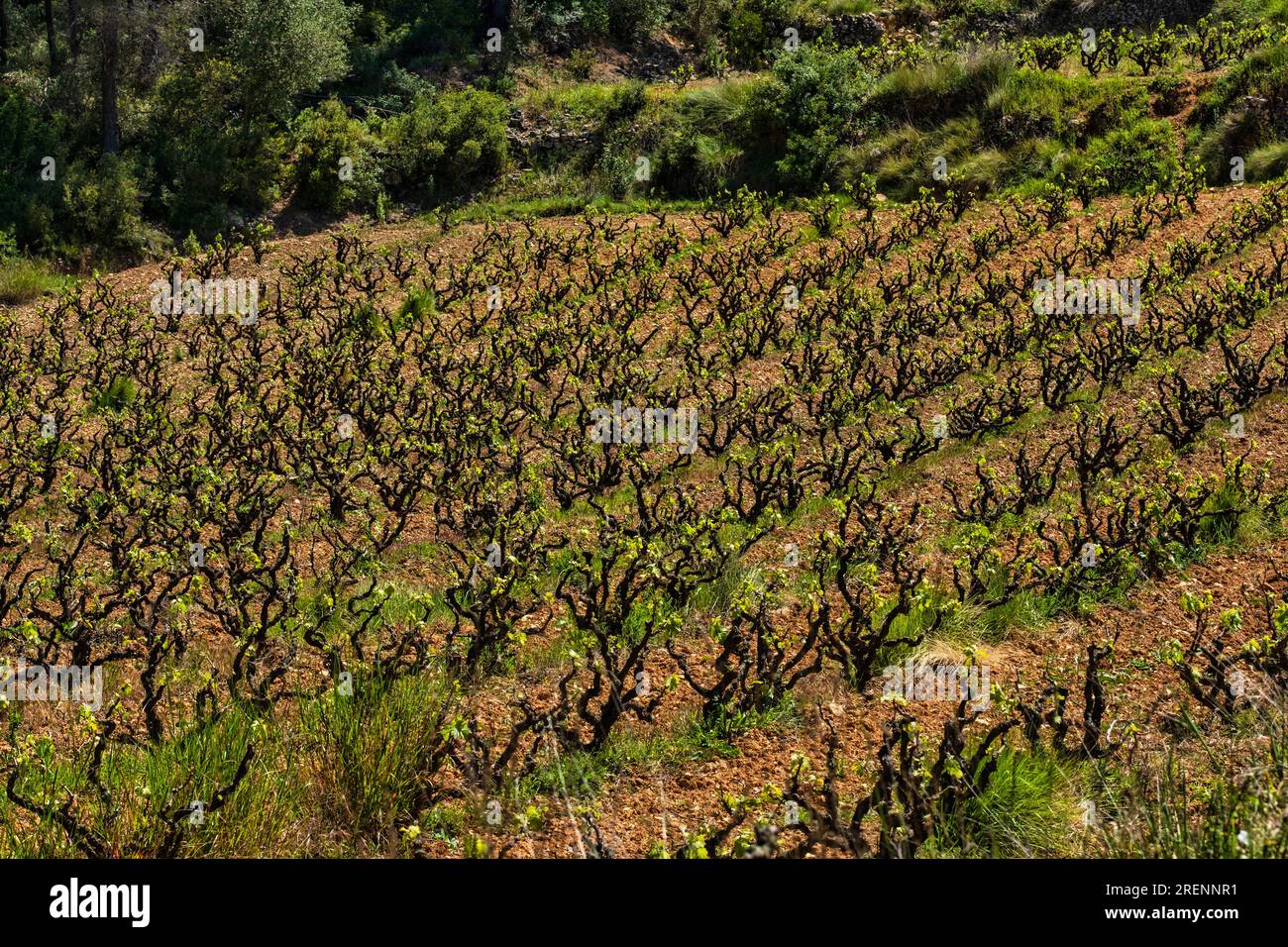 Grape vine steam. Landscape with vineyards. Garraf, province Barcelona ...