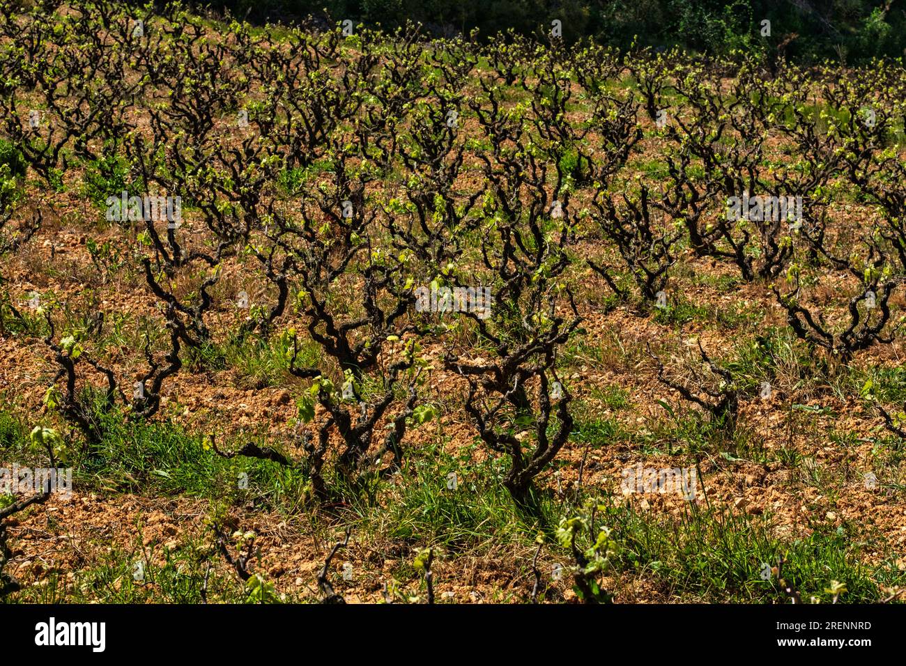 Grape vine steam. Landscape with vineyards. Garraf, province Barcelona ...