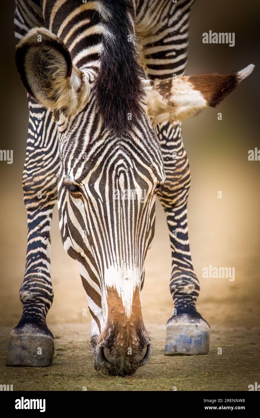 Head down bent over hi-res stock photography and images - Alamy