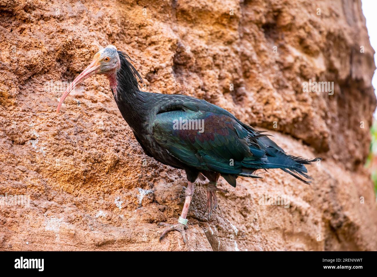 Bronze green iridescence hi-res stock photography and images - Alamy