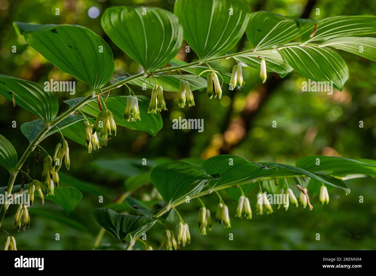 Polygonatum multiflorum, the Solomon's seal, David's harp, ladder-to ...