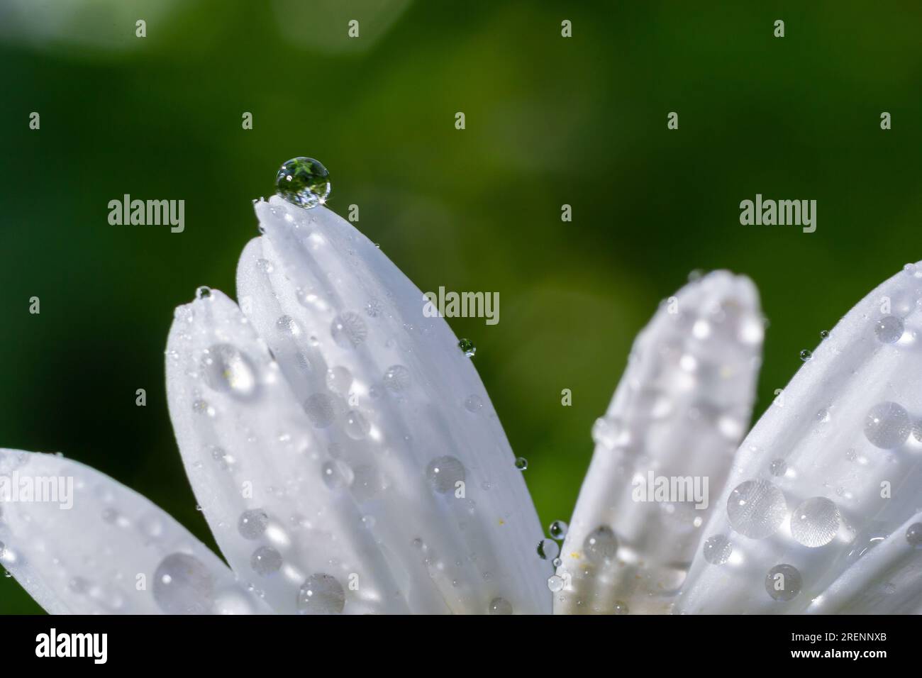 Common daisy leaves hi-res stock photography and images - Alamy