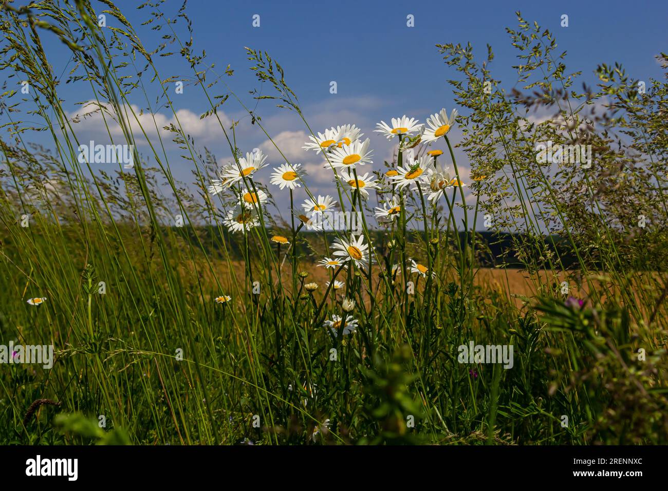 Wild daisy flowers growing on meadow, white chamomiles on blue cloudy ...