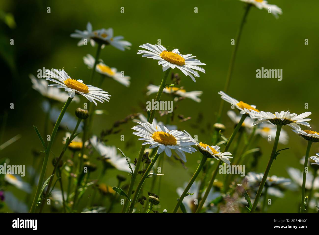 Wild daisy flowers growing on meadow, white chamomiles. Oxeye daisy ...