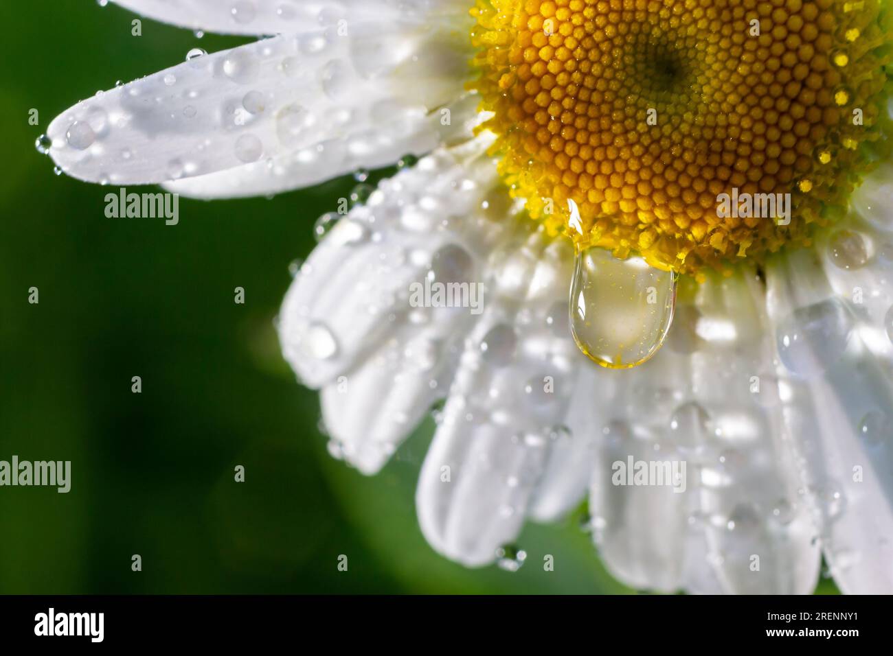 Garden daisies Leucanthemum vulgare close up. Flowering of daisies ...