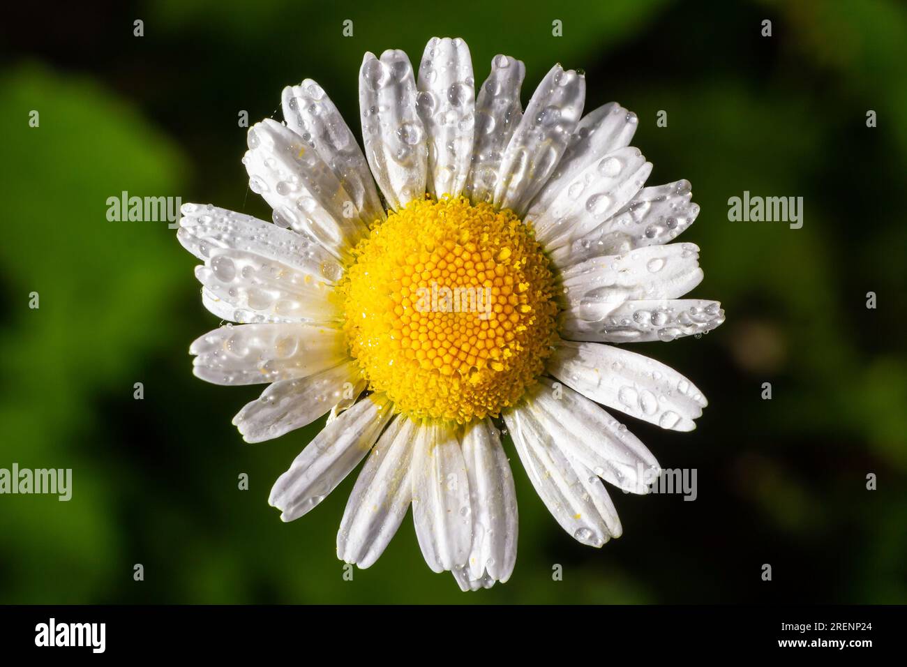 Wild daisy flowers growing on meadow, white chamomiles. Oxeye daisy ...