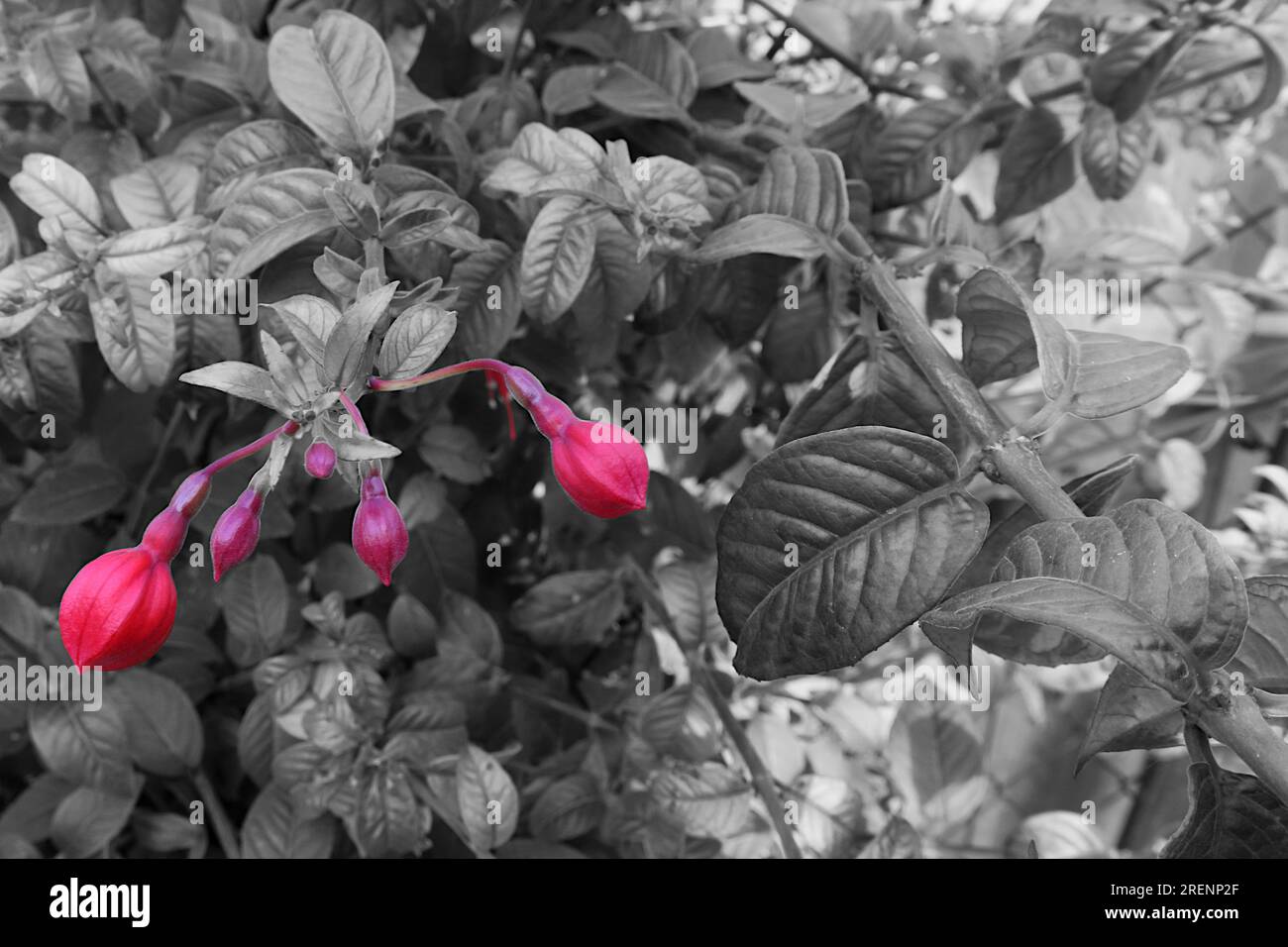 Red fuchsia flower buds set against a black and white, monochrome ...