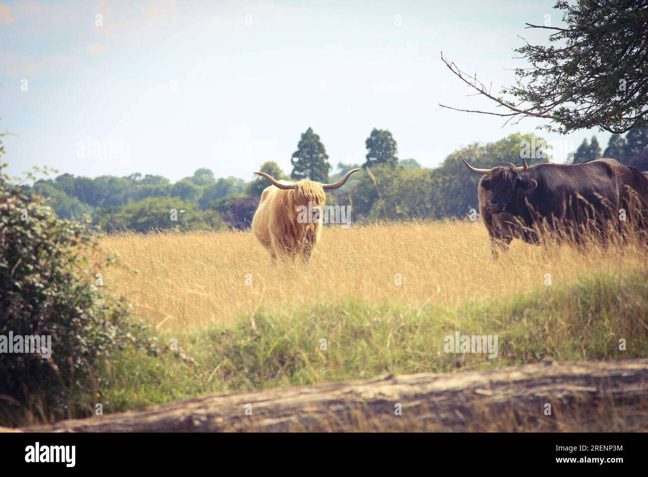 A photograph of long-horned cattle on Minchinhampton Common, the ...