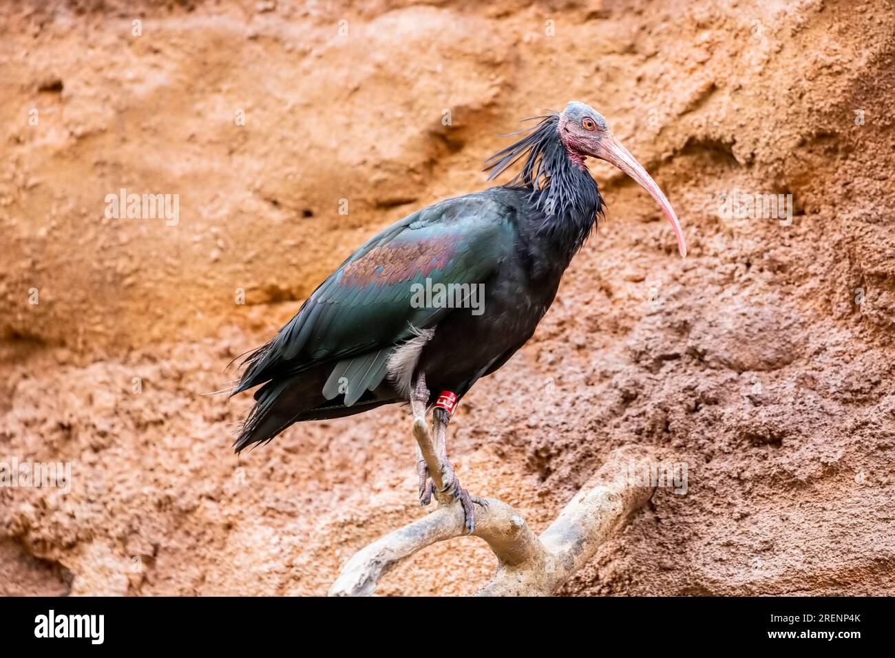 Northern bald ibis stands alone in front of cliff. The plumage is black ...
