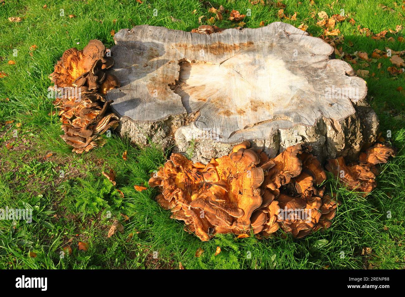 Meripilus Giganteus, brown fungus growing wild, in layers around a tree ...