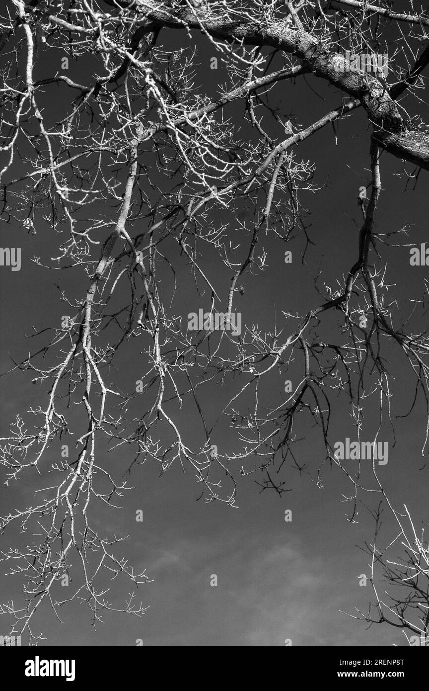 branches hanging from oak tree in winter Stock Photo - Alamy