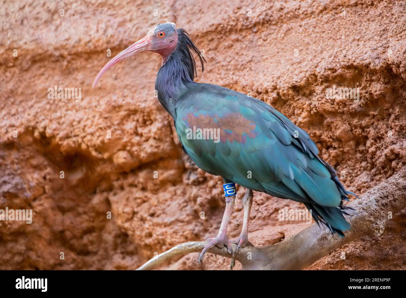 Northern bald ibis stands alone in front of cliff. The plumage is black ...