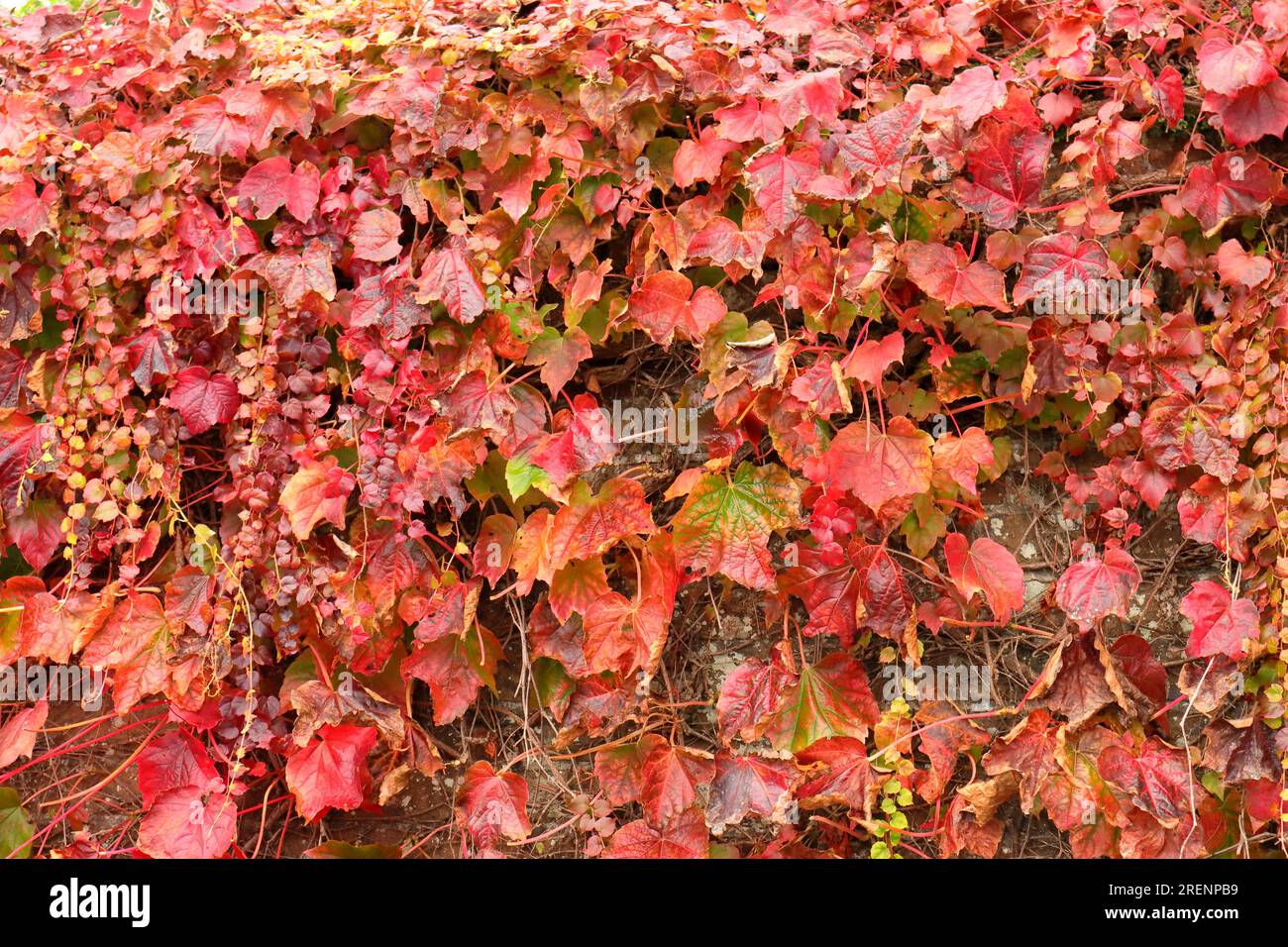 Red ivy leaves hi-res stock photography and images - Alamy