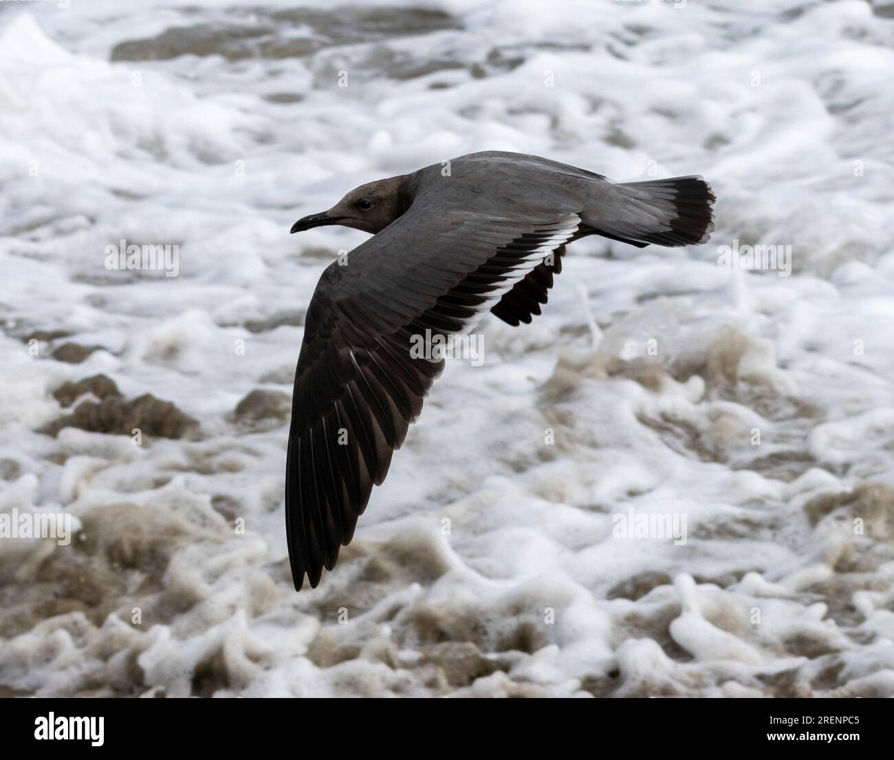 The grey gull, also known as the garuma gull (Leucophaeus modestus ...