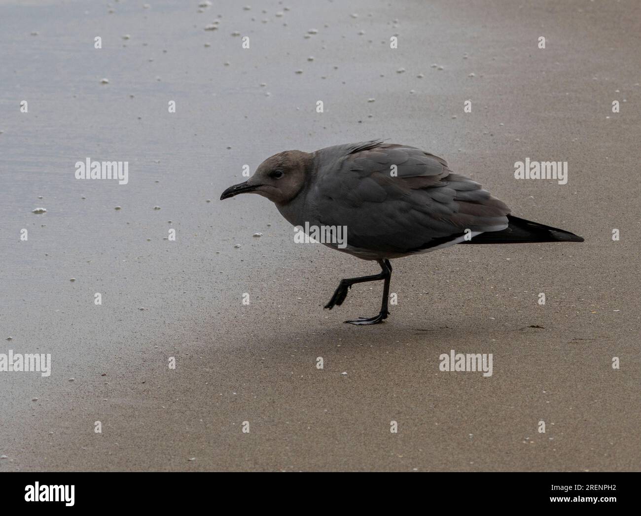 The grey gull, also known as the garuma gull (Leucophaeus modestus ...