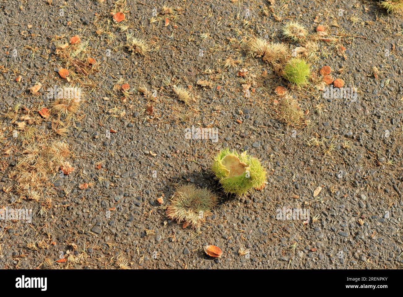 Horse chestnuts fallen on the ground, broken and trodden upon. Fruit of ...