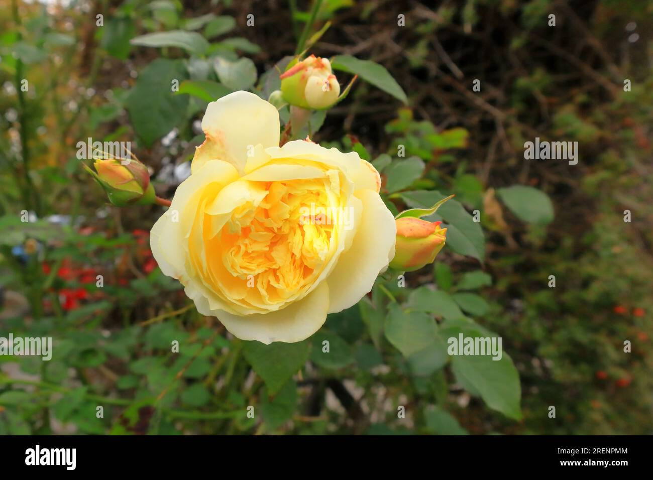 Large blooming yellow rose set against green foliage with closed flower ...