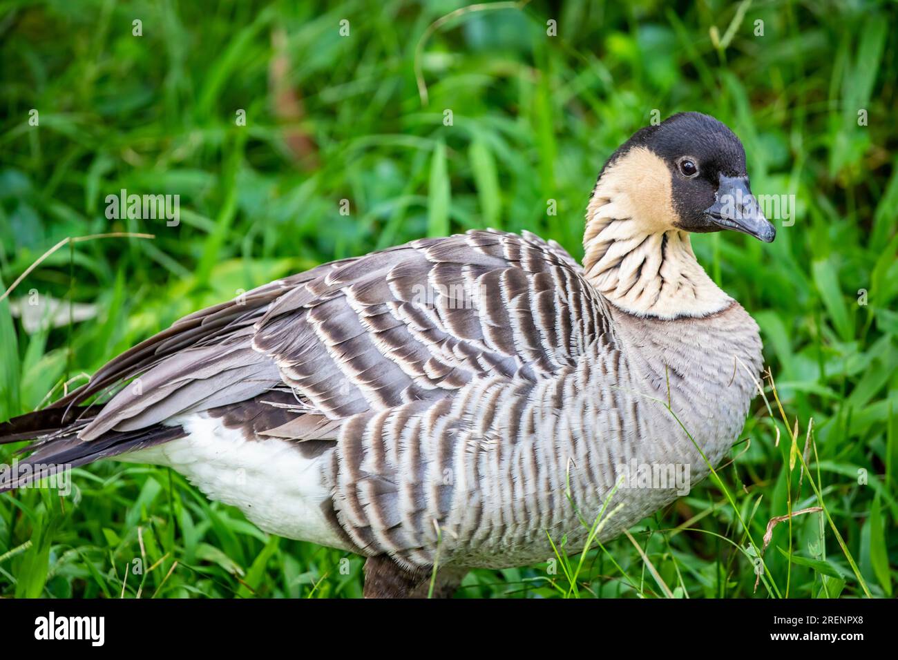 Hawaiian goose (Branta sandvicensis) is a species of bird endemic to ...