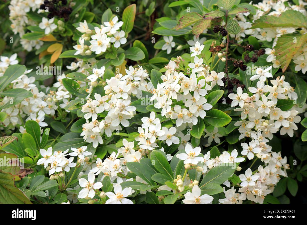Cluster of delicate white flowers set hi-res stock photography and ...