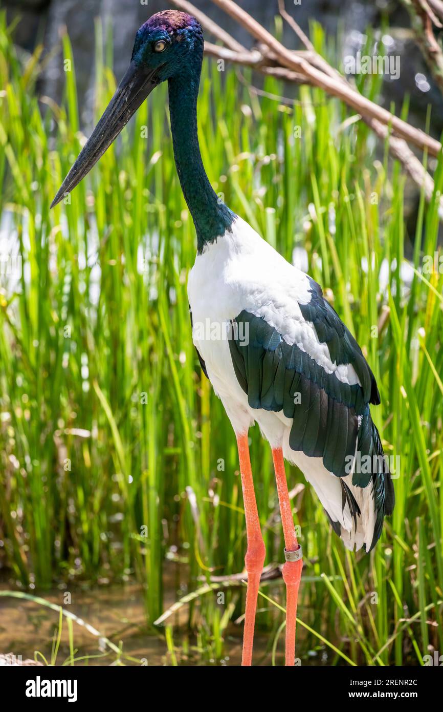 The black-necked stork (Ephippiorhynchus asiaticus) is a tall long ...