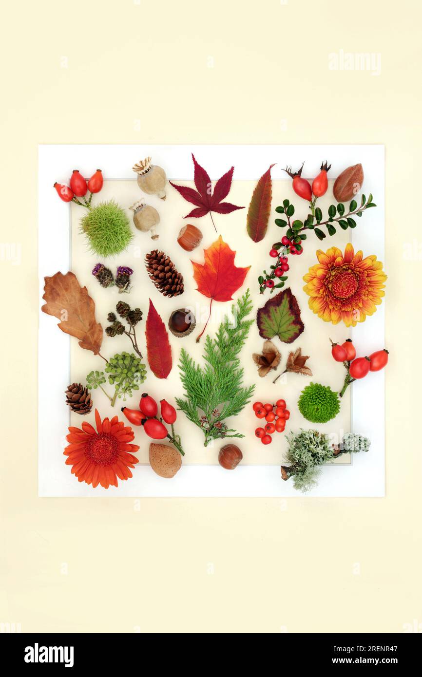 Autumn leaves, flowers, nuts, berry fruit, seed heads and pine cones ...