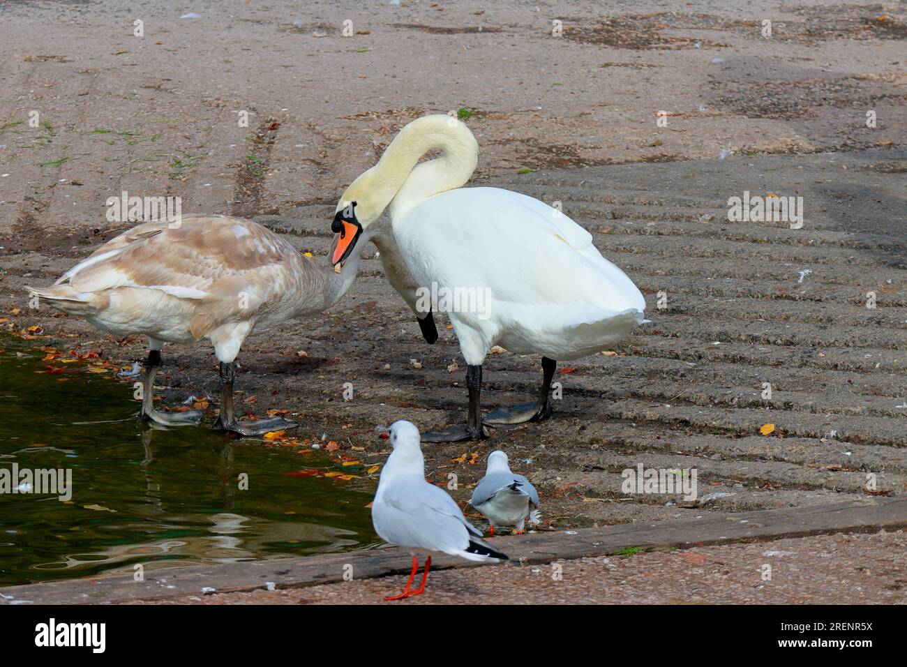 A white adult swan with bright plumage and orange beak, feeding beside ...