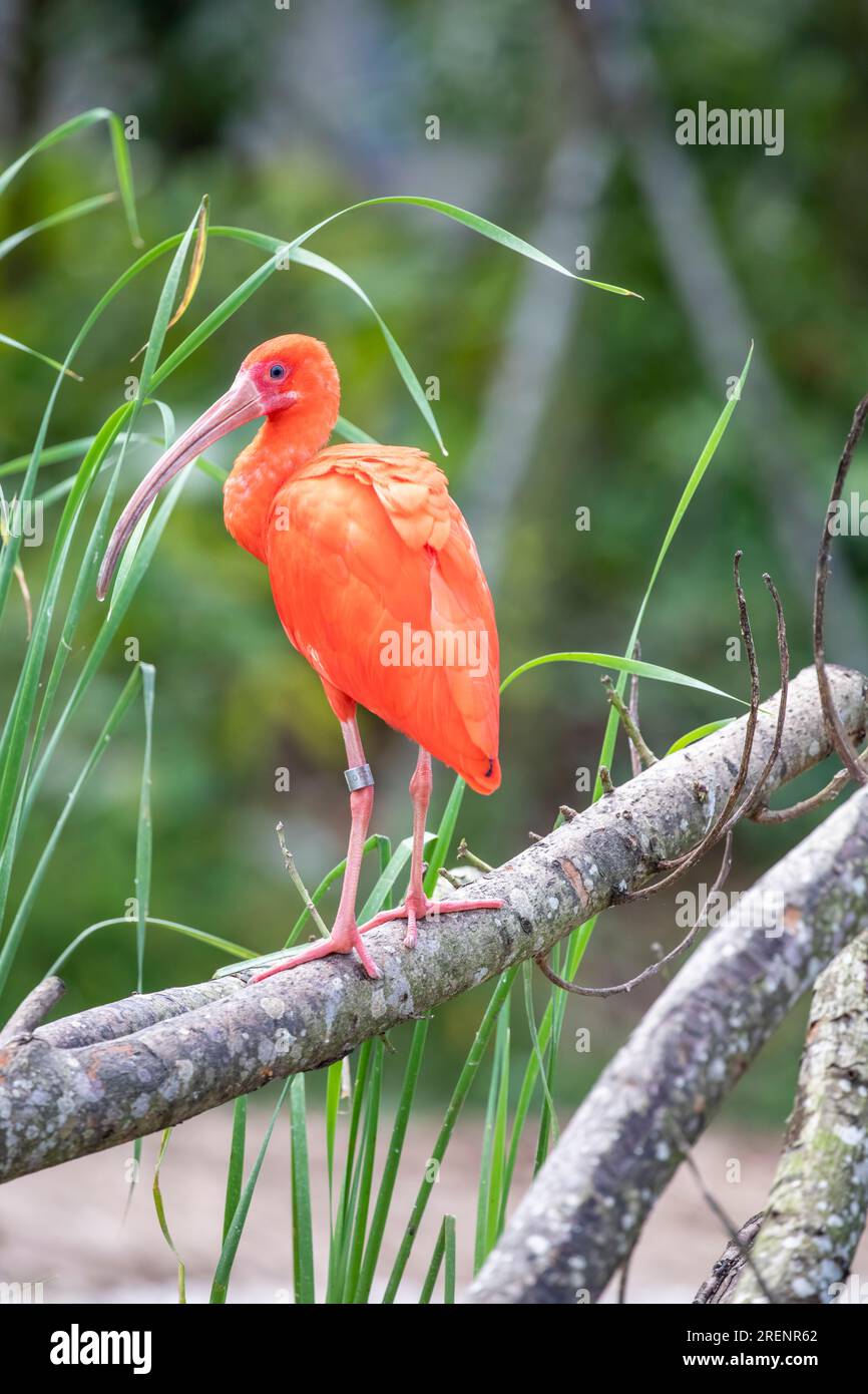 The scarlet ibis (Eudocimus ruber) is a species of ibis in the bird ...