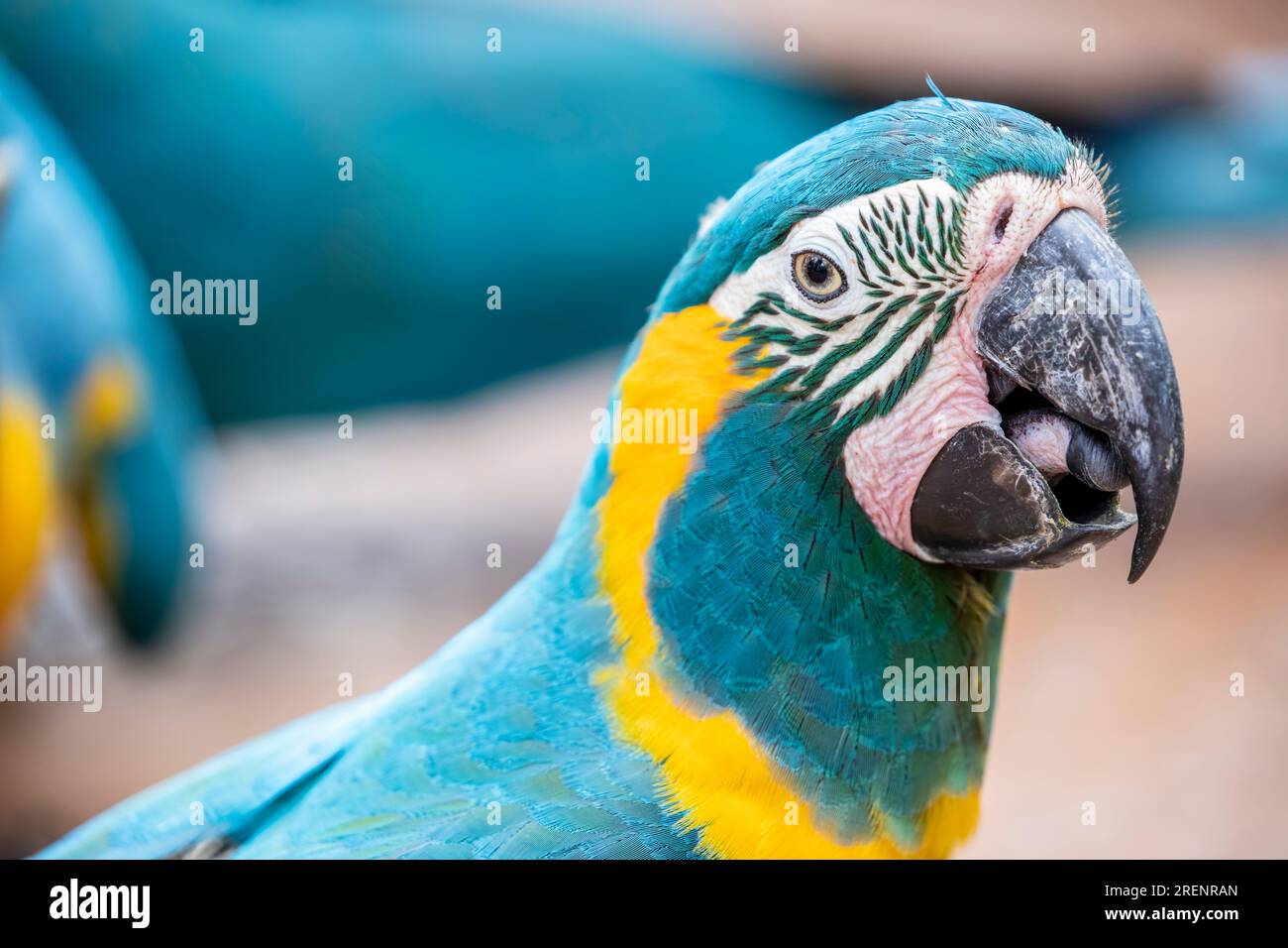 The blue-throated macaw (Ara glaucogularis; previously Ara caninde) is ...