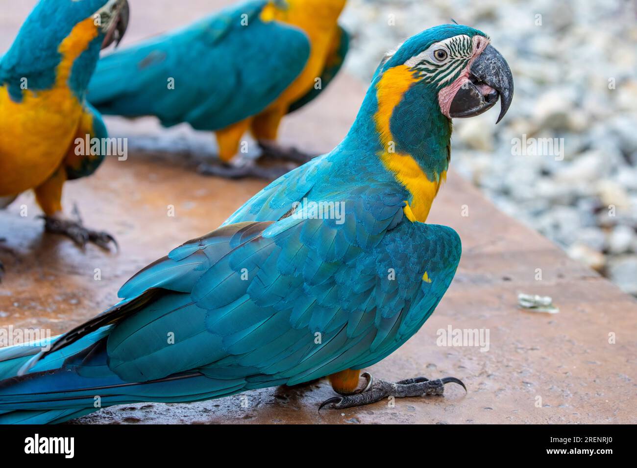 The blue-throated macaw (Ara glaucogularis; previously Ara caninde) is ...