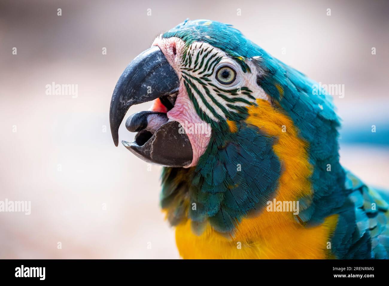 The blue-throated macaw (Ara glaucogularis; previously Ara caninde) is ...