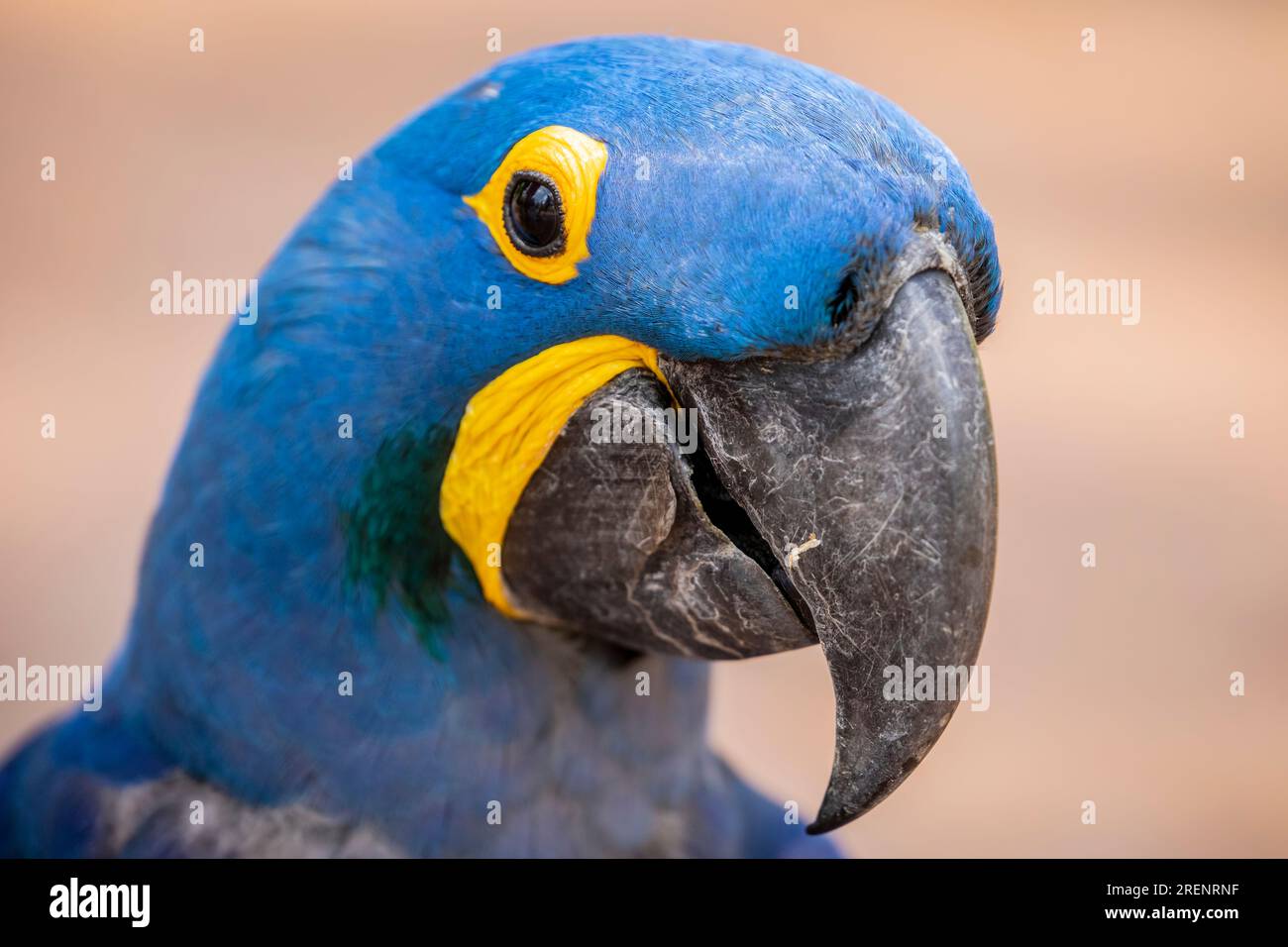 The hyacinth macaw is a parrot native to central and eastern South ...
