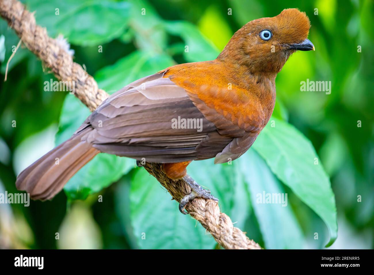 The female Andean cock-of-the-rock (Rupicola peruvianus) is a large ...