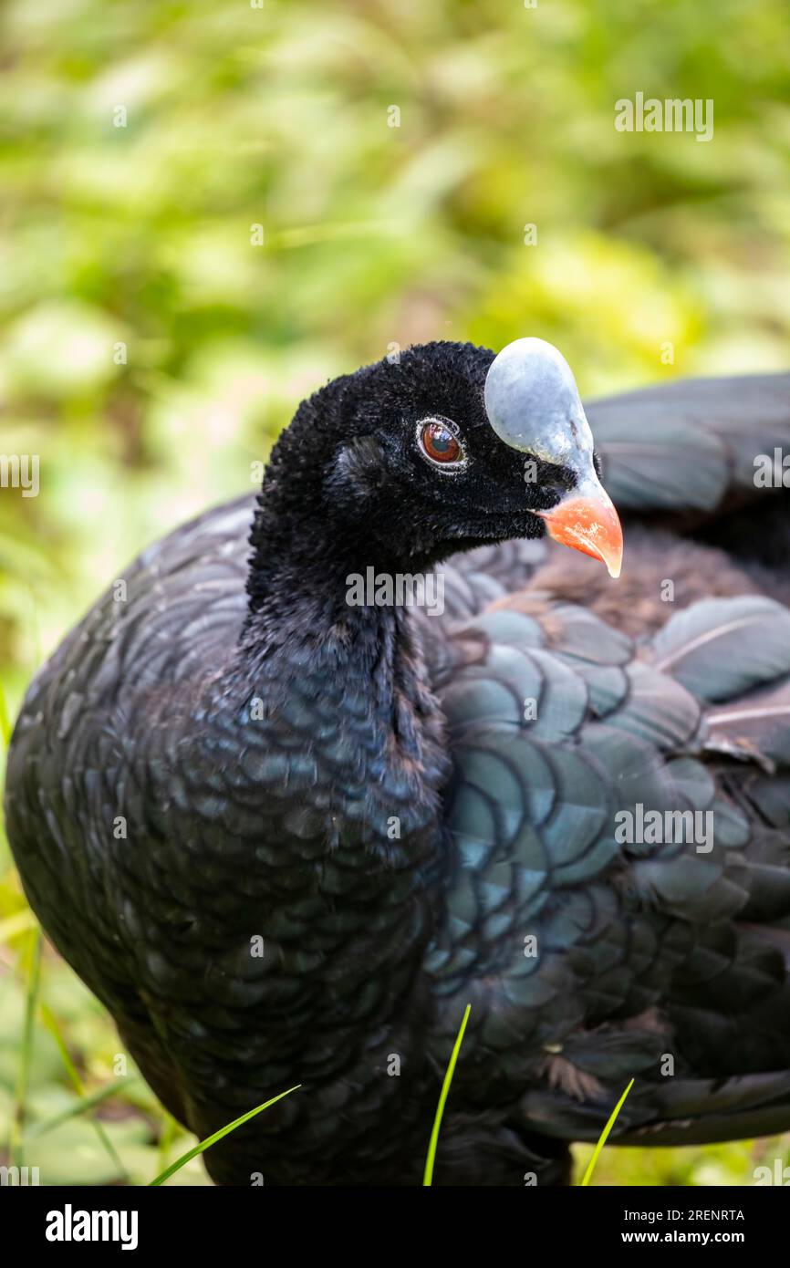 Helmeted curassow female hi-res stock photography and images - Alamy