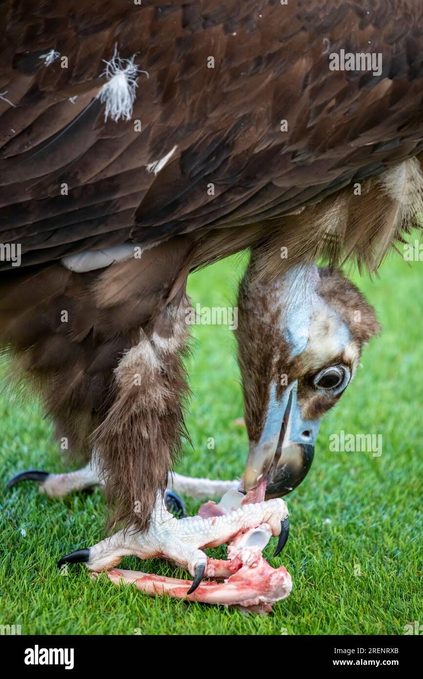 The cinereous vulture tear meat from bone. It is distributed through ...