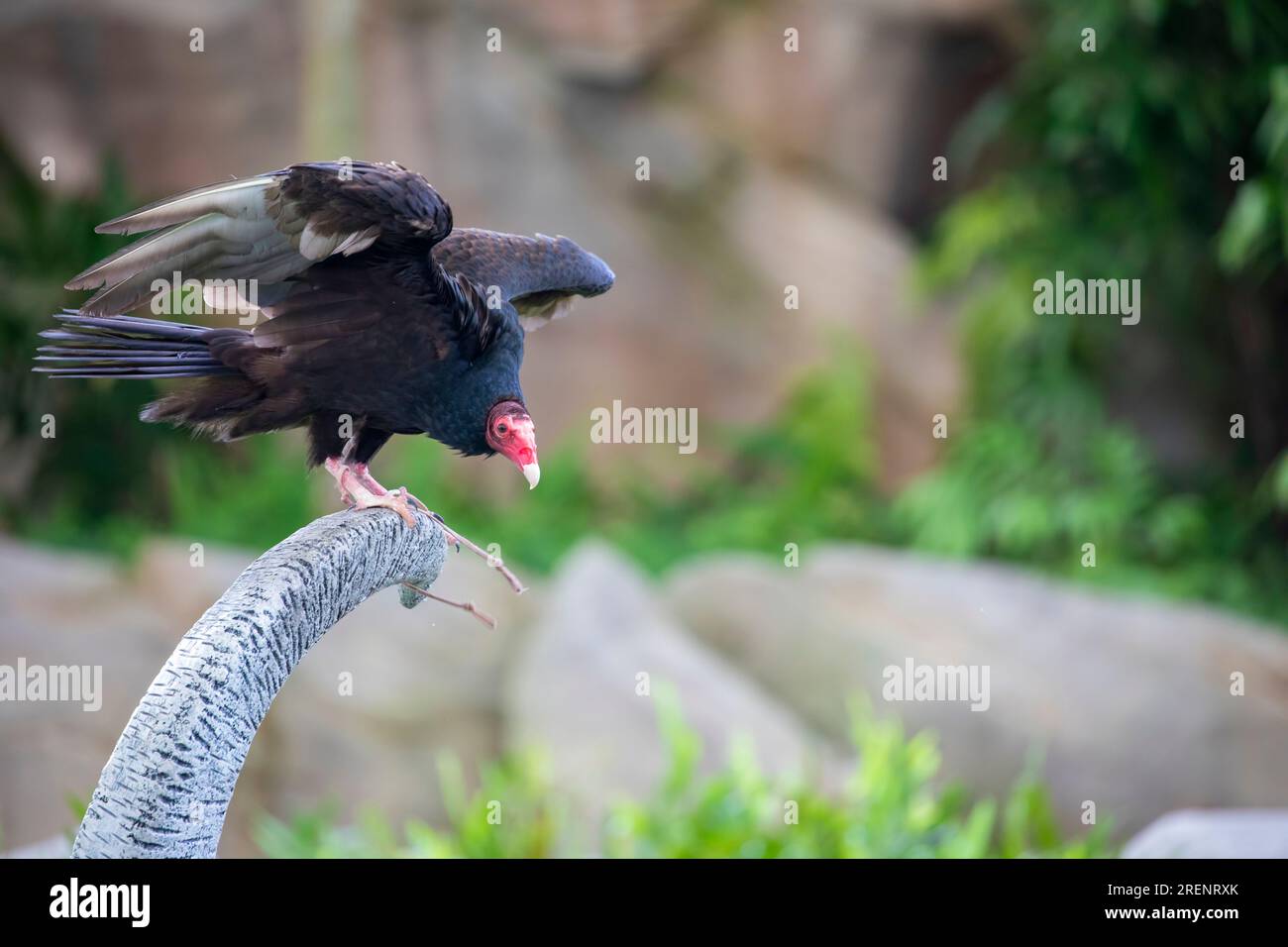 Raptor scavenger carrion everglades hi-res stock photography and images ...