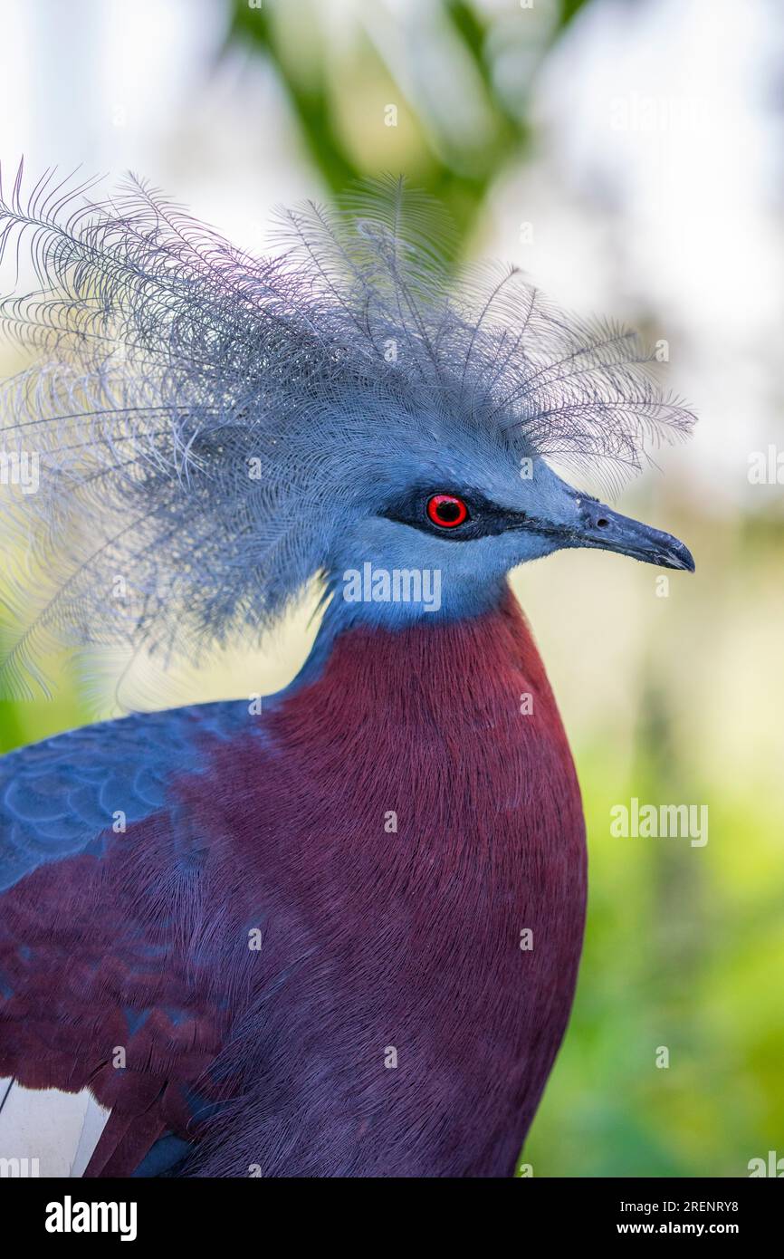 Sclater's crowned pigeon (Goura sclaterii) is a large, terrestrial ...