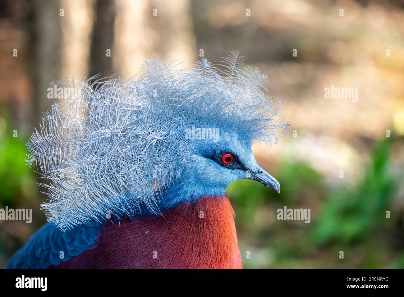 Sclater's crowned pigeon (Goura sclaterii) is a large, terrestrial ...
