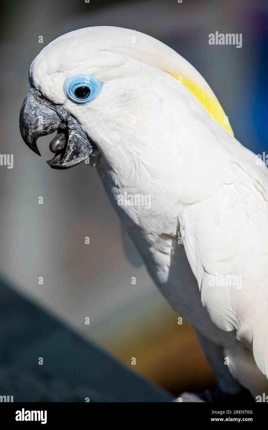 The blue-eyed cockatoo (Cacatua ophthalmica) is a large, mainly white ...
