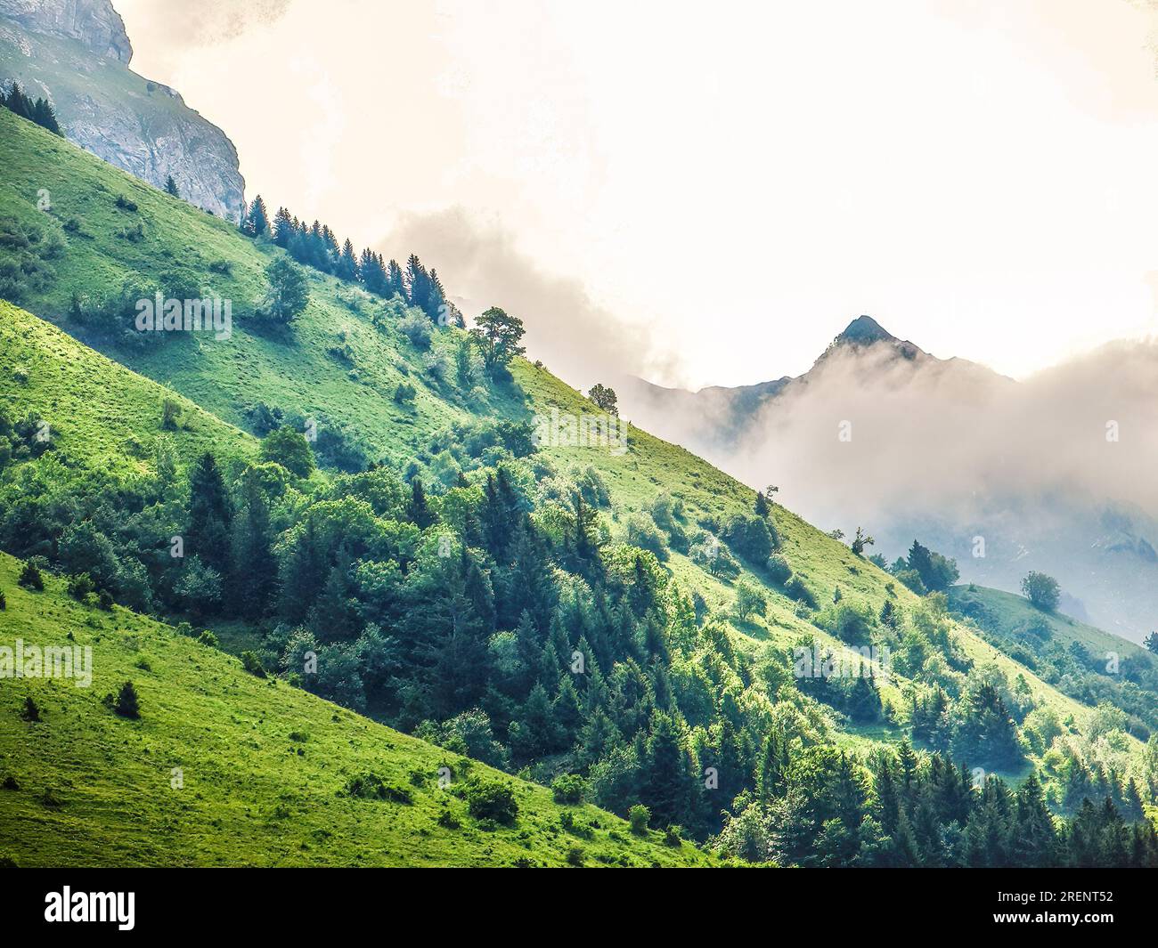 Green forest on slope hi-res stock photography and images - Alamy