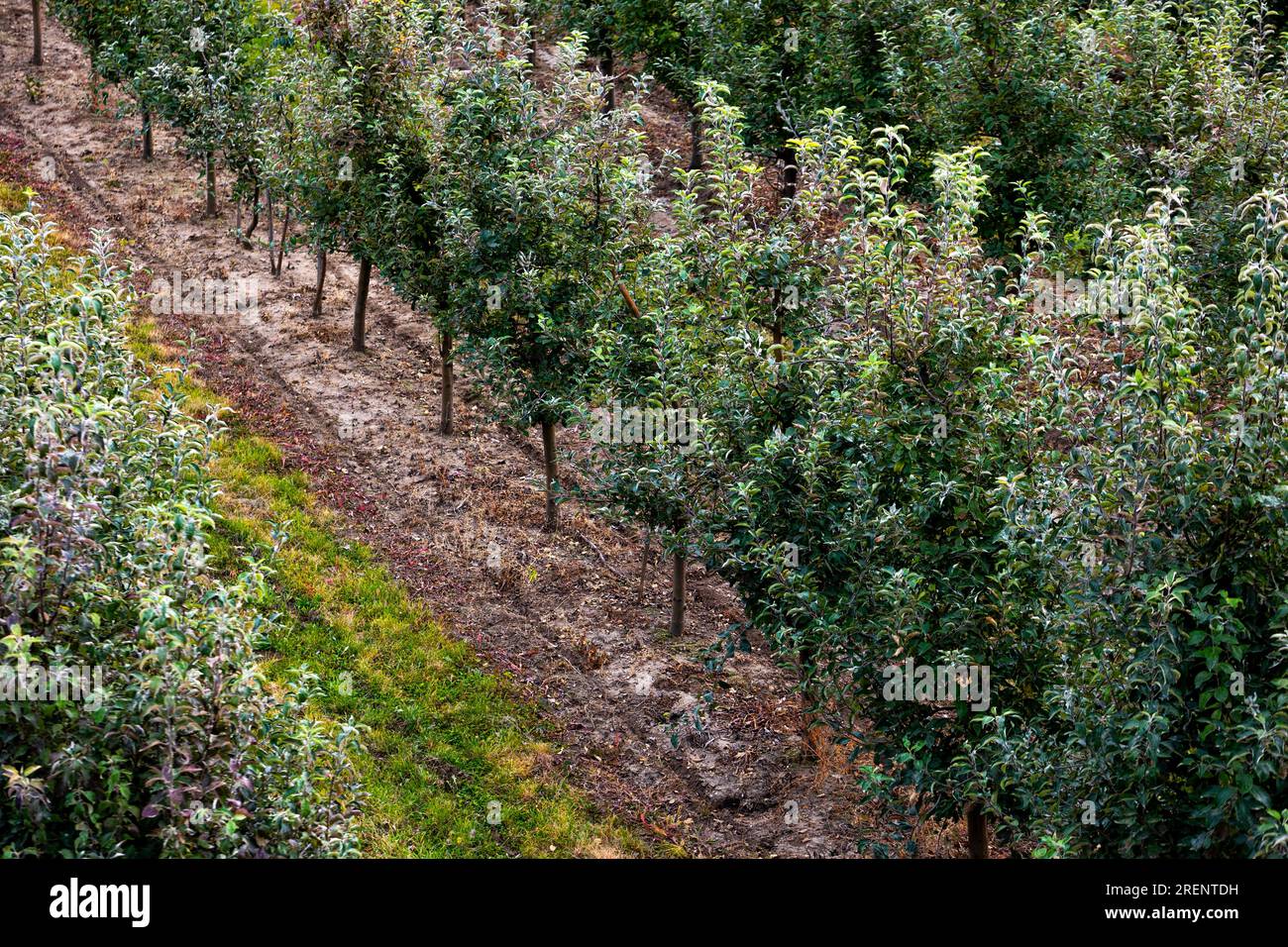 Fruit apple orchards, infinite perspective endless rows of young trees ...