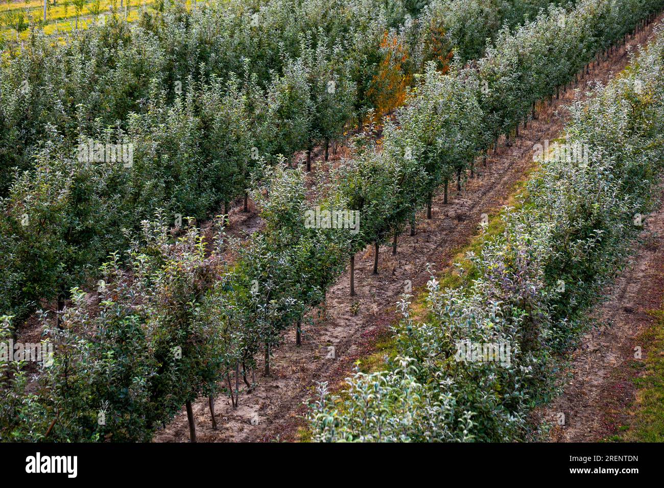 Fruit apple orchards, infinite perspective endless rows of young trees ...