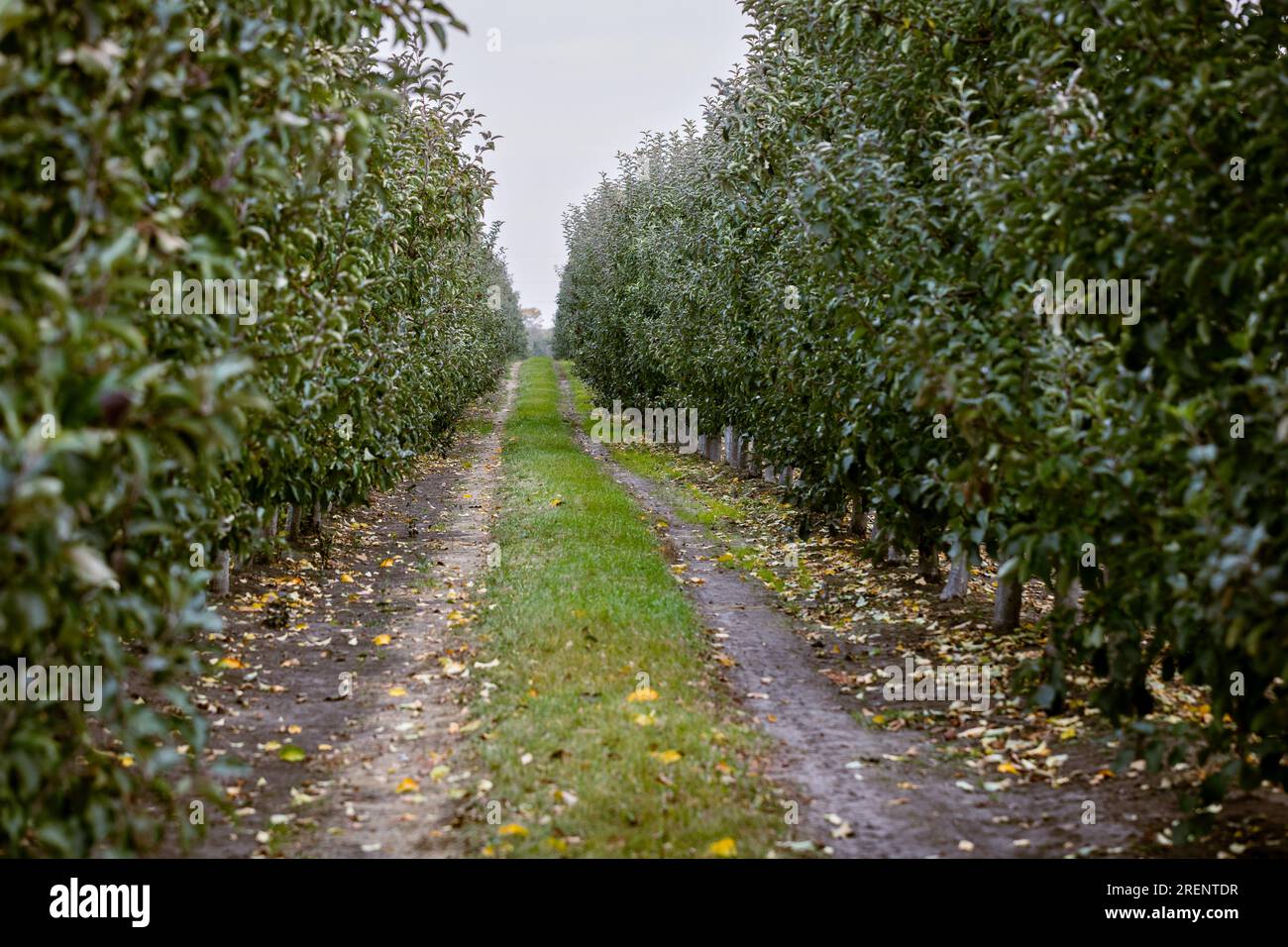 Fruit apple orchards, infinite perspective endless rows of young trees ...