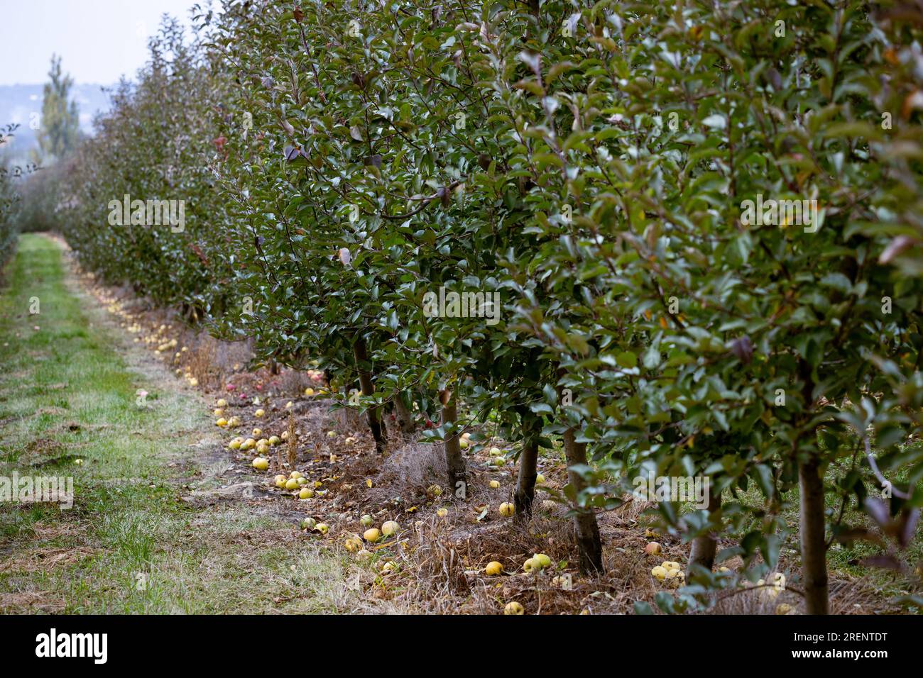 Fruit apple orchards, infinite perspective endless rows of young trees ...