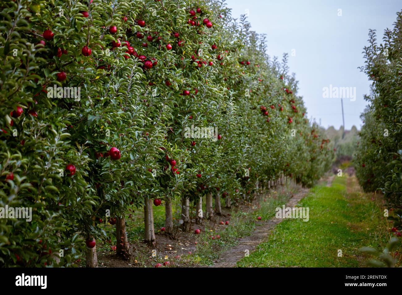 Infinite perspective endless rows of trees in a large agricultural farm ...