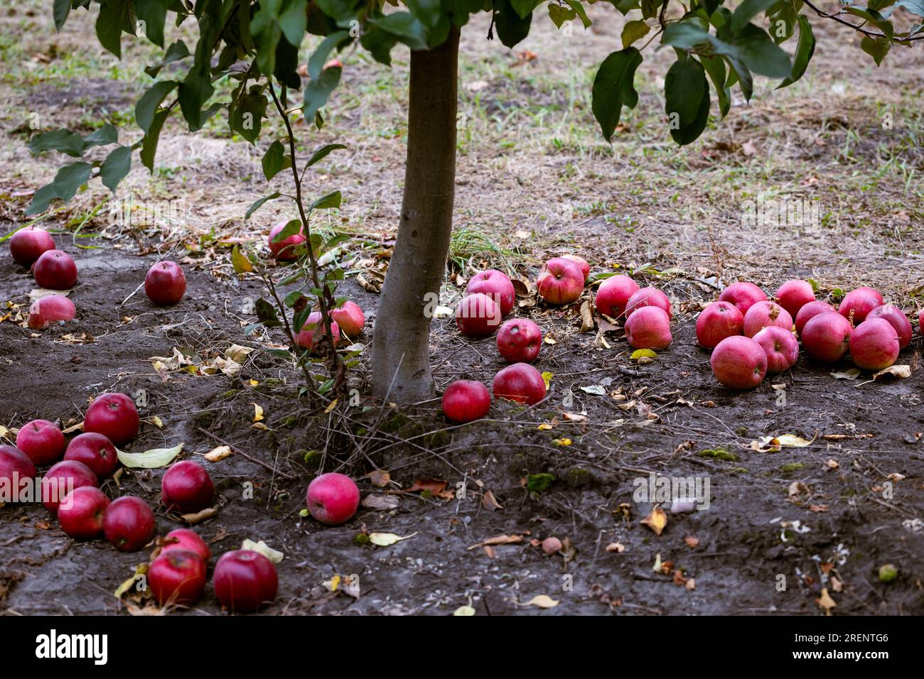 Overripe fruits that have fallen to the ground are not considered to be ...