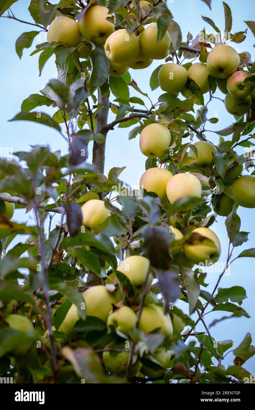 Ripe fruits of apples of the Golden variety on the branches of young apple trees. Fall harvest ...