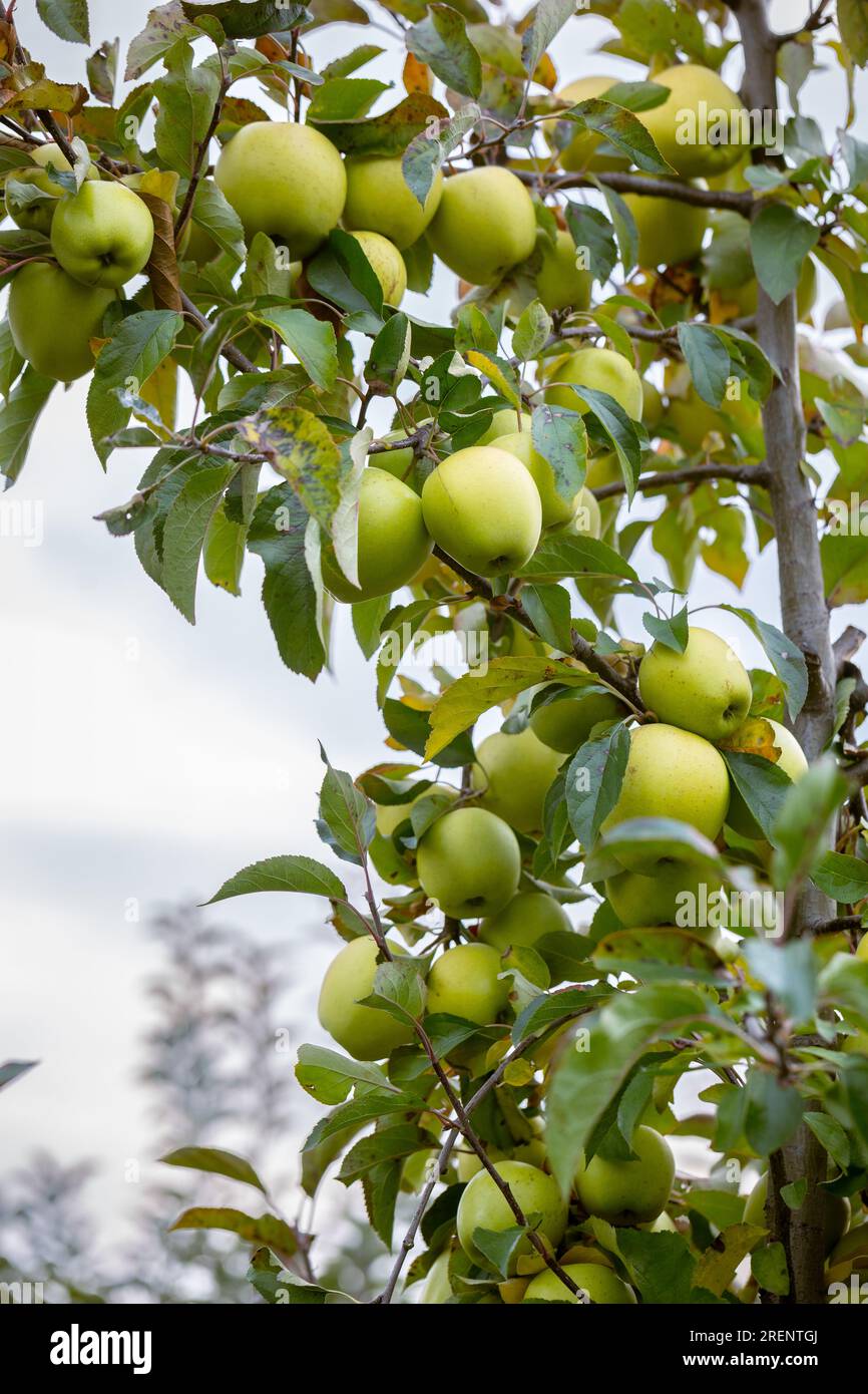 Ripe fruits of apples of the Golden variety on the branches of young ...