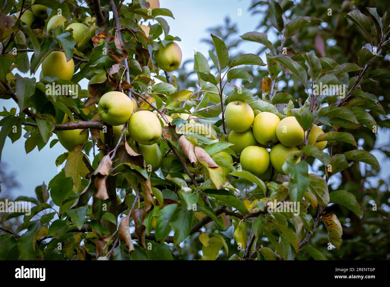 Ripe fruits of apples of the Golden variety on the branches of young ...