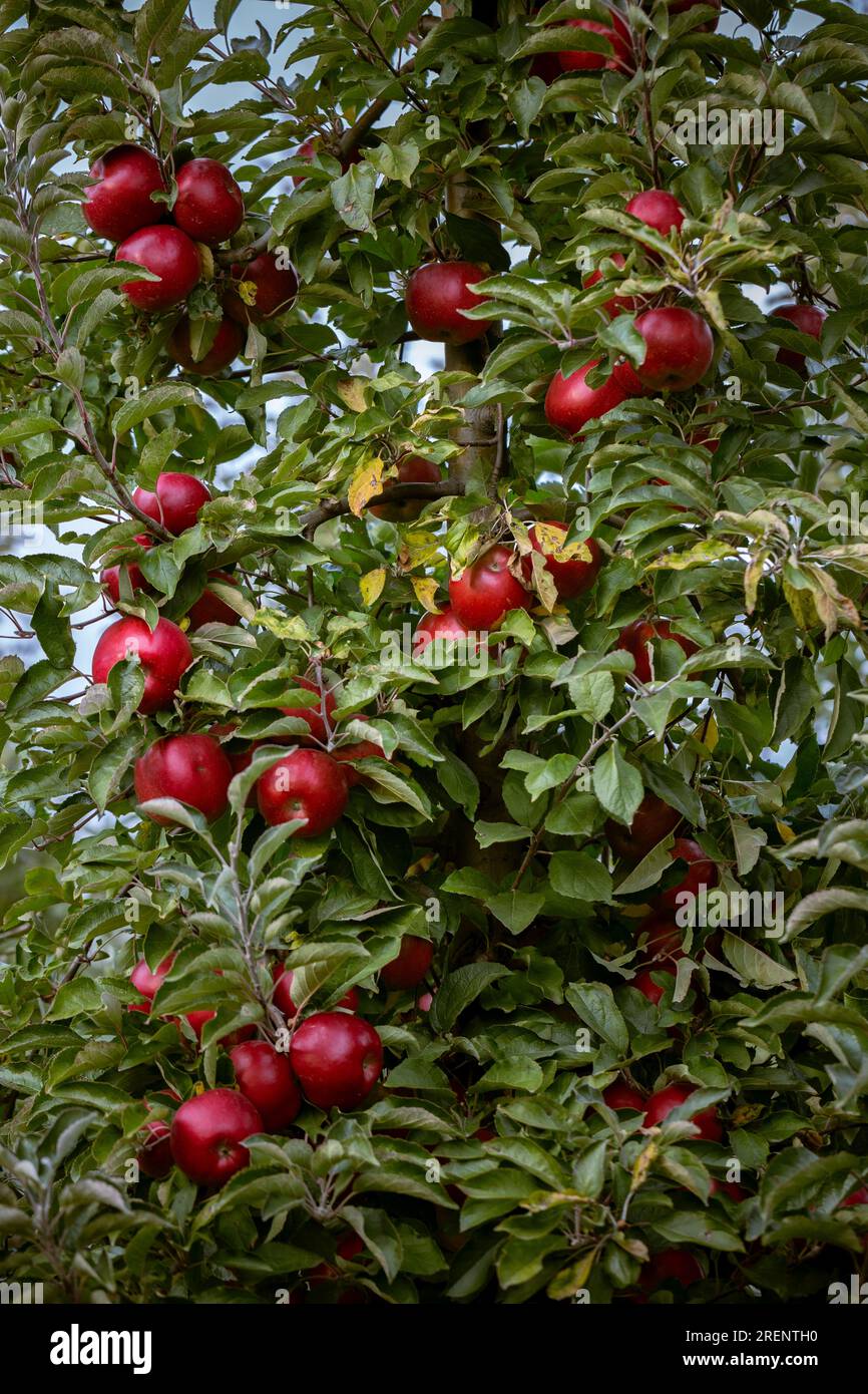 Ripe fruits of red apples on the branches of young apple trees. Fall harvest day in farmer's ...